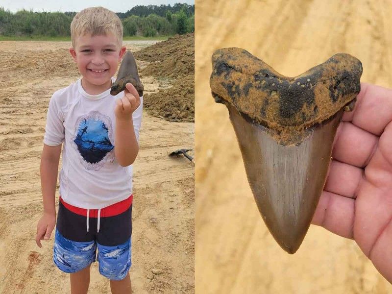 ¡Vaya descubrimiento!; niño encuentra diente de tiburón gigante extinto ...